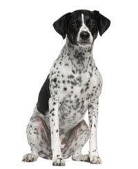 Pedigree® | Hondenrassen - Pointer