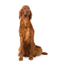 Pedigree® | Hondenrassen - Ierse Setter