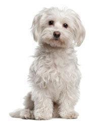 Pedigree® | Hondenrassen - Maltezer